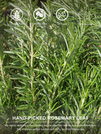 aromatic rosemary leaves for brewing