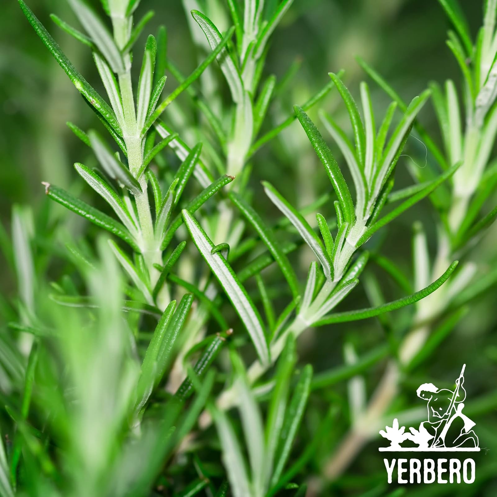 aromatic rosemary tea for relaxation