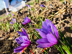 aromatic saffron ginger tea blend