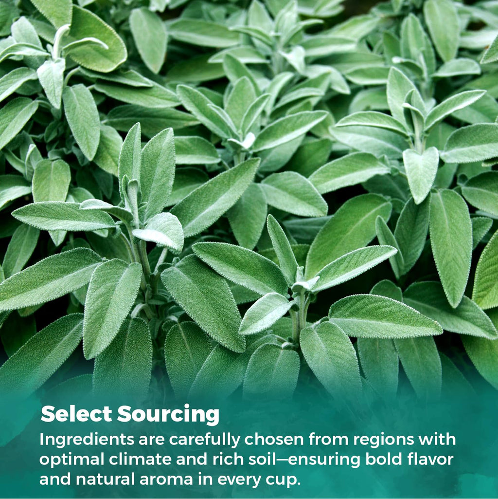 aromatic sage leaves tea bags