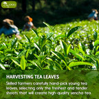 aromatic sencha green tea blend