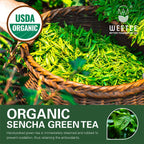 aromatic sencha green tea infusion
