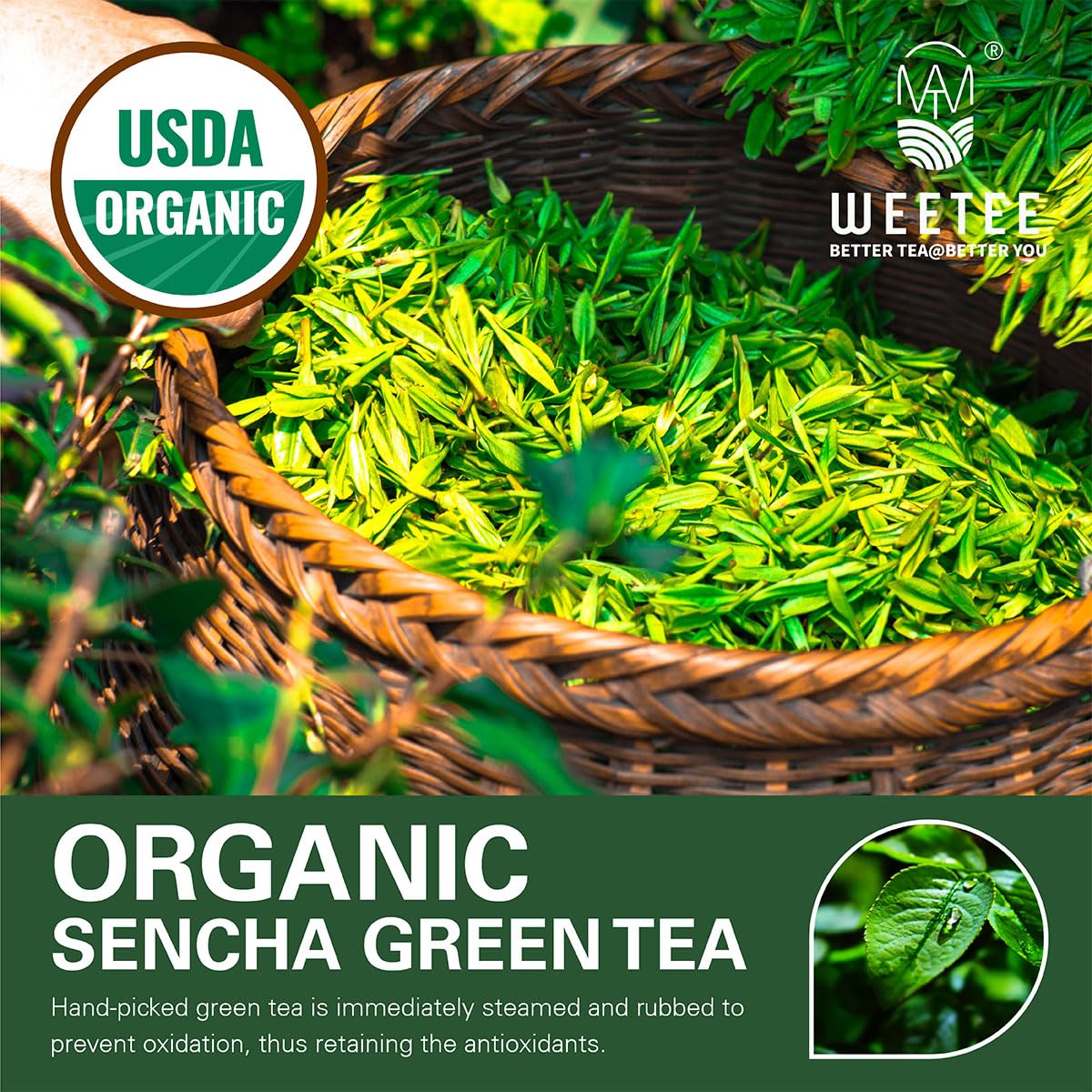 aromatic sencha green tea infusion