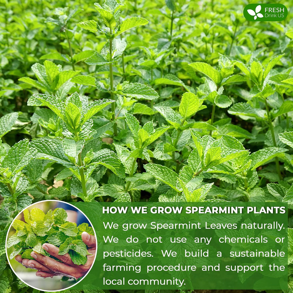 aromatic spearmint tea for daily wellness
