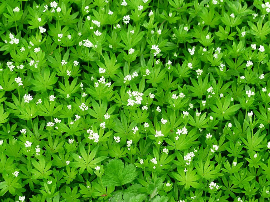 aromatic Sweet Woodruff tea infusion