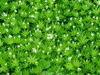 aromatic Sweet Woodruff tea infusion