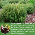 aromatic thyme tea for calming moments