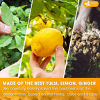 aromatic Tulsi lemon ginger infusion