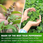 aromatic Tulsi tea for wellness