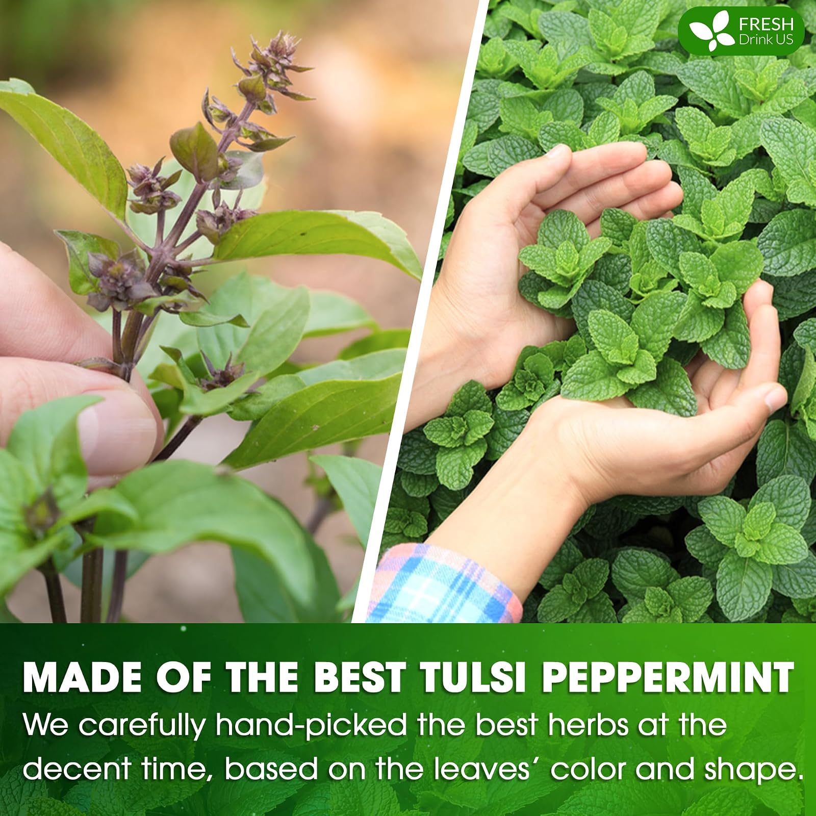 aromatic Tulsi tea for wellness