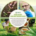 aromatic Uva Ursi tea experience