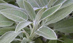 aromatic white sage tea experience