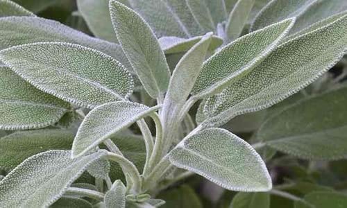 aromatic white sage tea experience