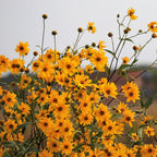 aromatic whole arnica flowers blend