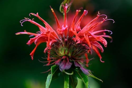 aromatic wild bergamot herbal blend