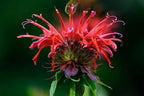 aromatic wild bergamot herbal blend