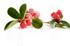 aromatic wintergreen leaf infusion