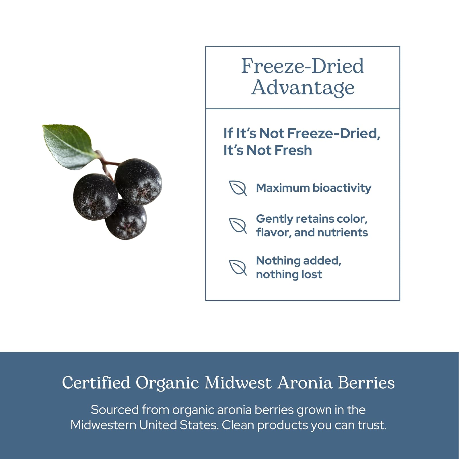 Aronia berry capsules for seniors