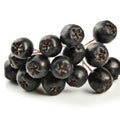 Aronia chokeberry extract powder benefits
