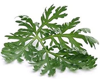Artemisia absinthium herbal infusion