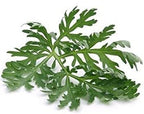 Artemisia absinthium herbal infusion