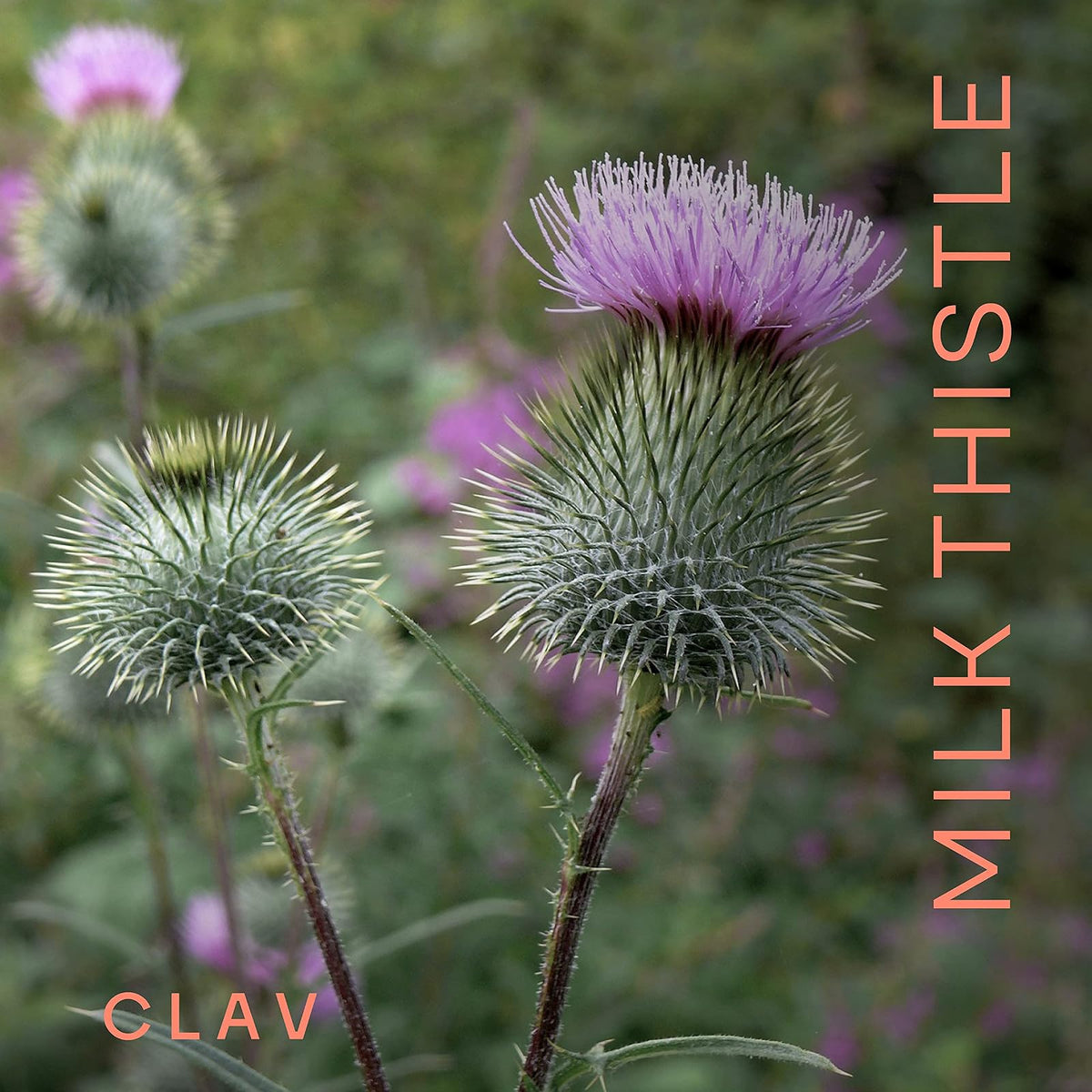 artichoke complex for liver health