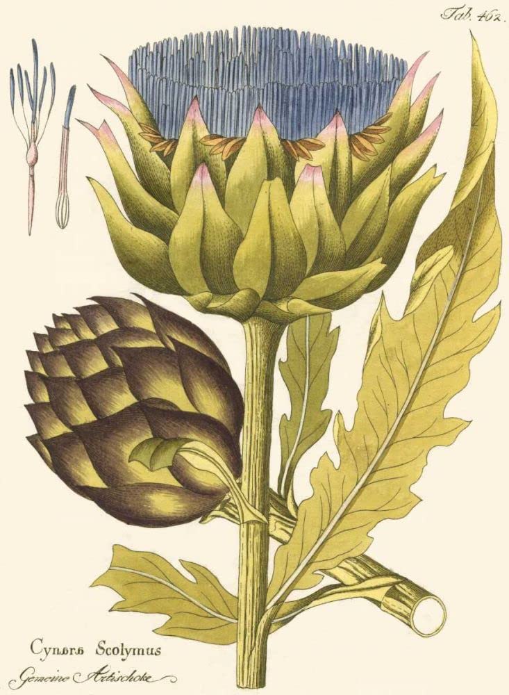artichoke poster print for garden lovers