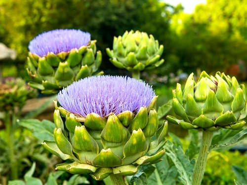 artichoke seeds for garden enthusiasts
