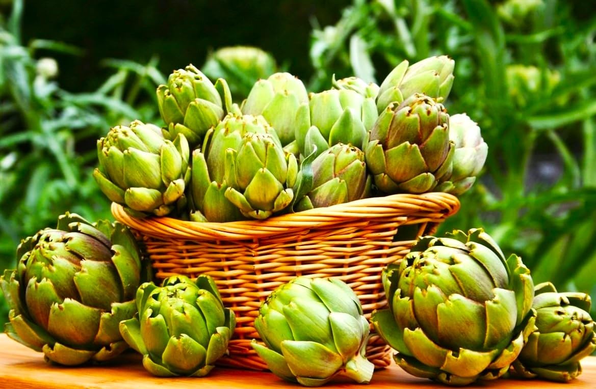artichoke seeds for organic gardens