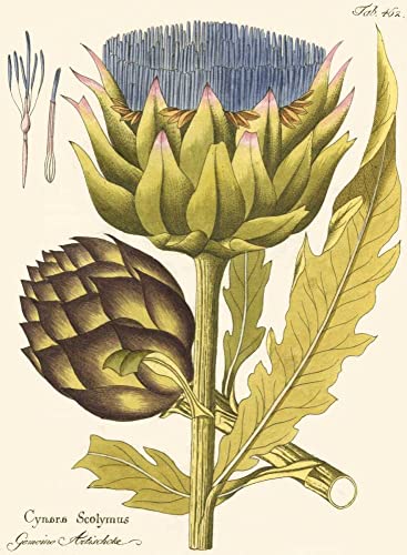 artichoke wall art for home decor