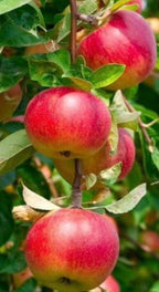 artisan hawthorn preserve for cheese