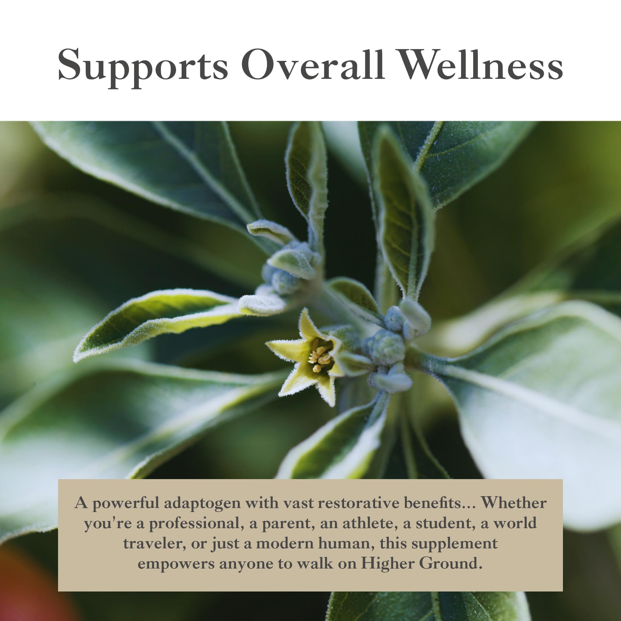 ashwagandha benefits for sleep improvement