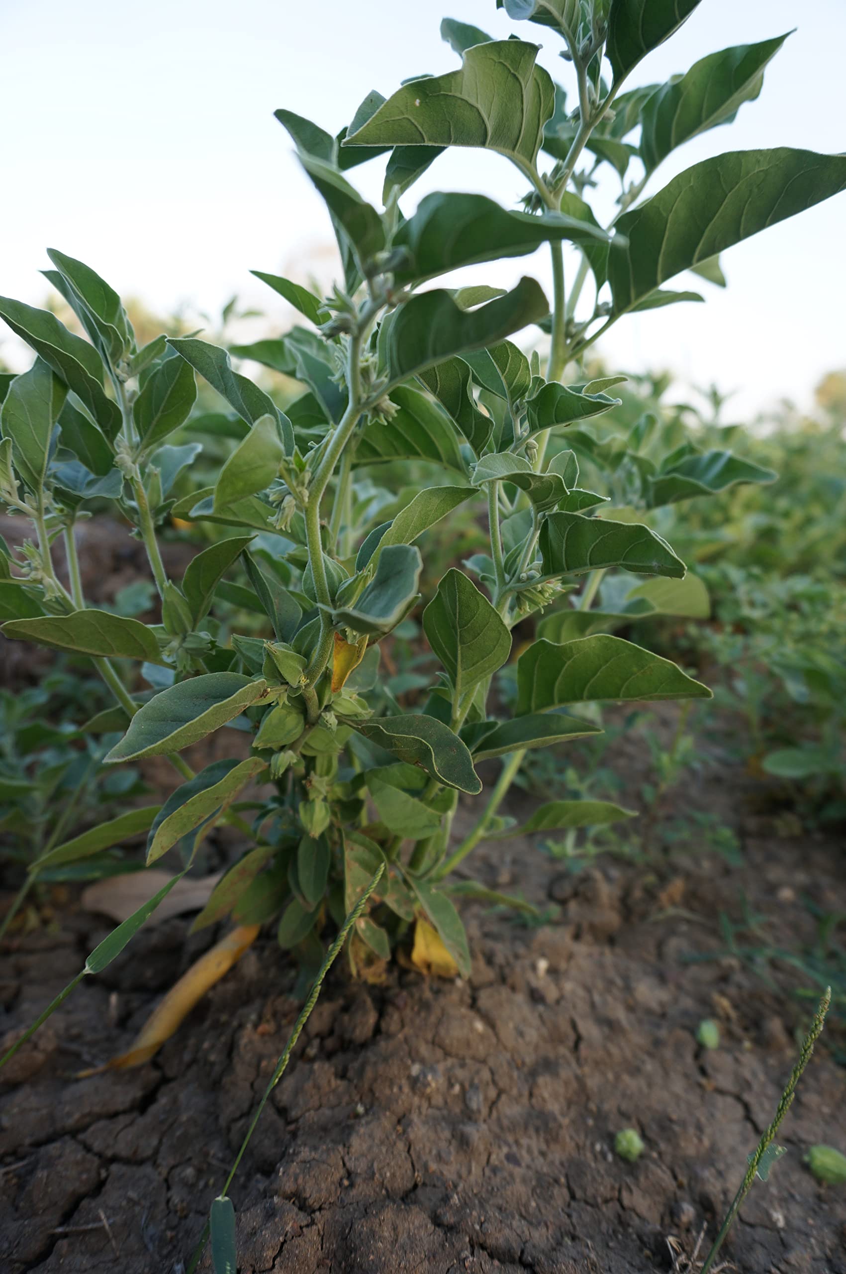 ashwagandha for better sleep quality