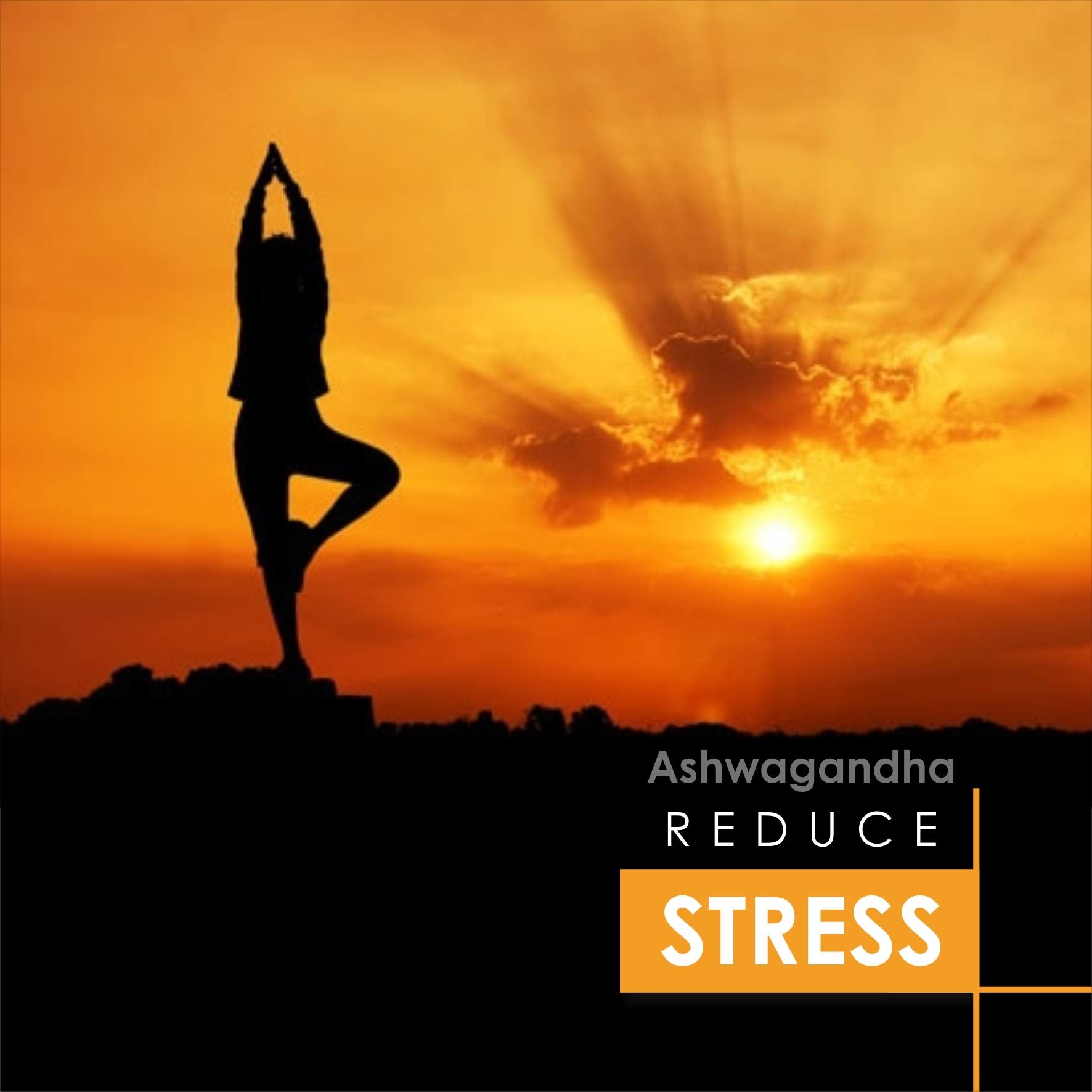 ashwagandha for enhanced focus