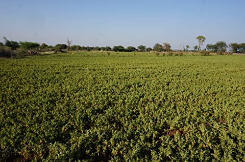 ashwagandha for improved focus