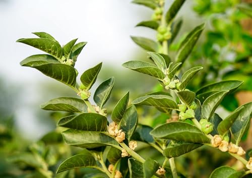 ashwagandha for women’s health support