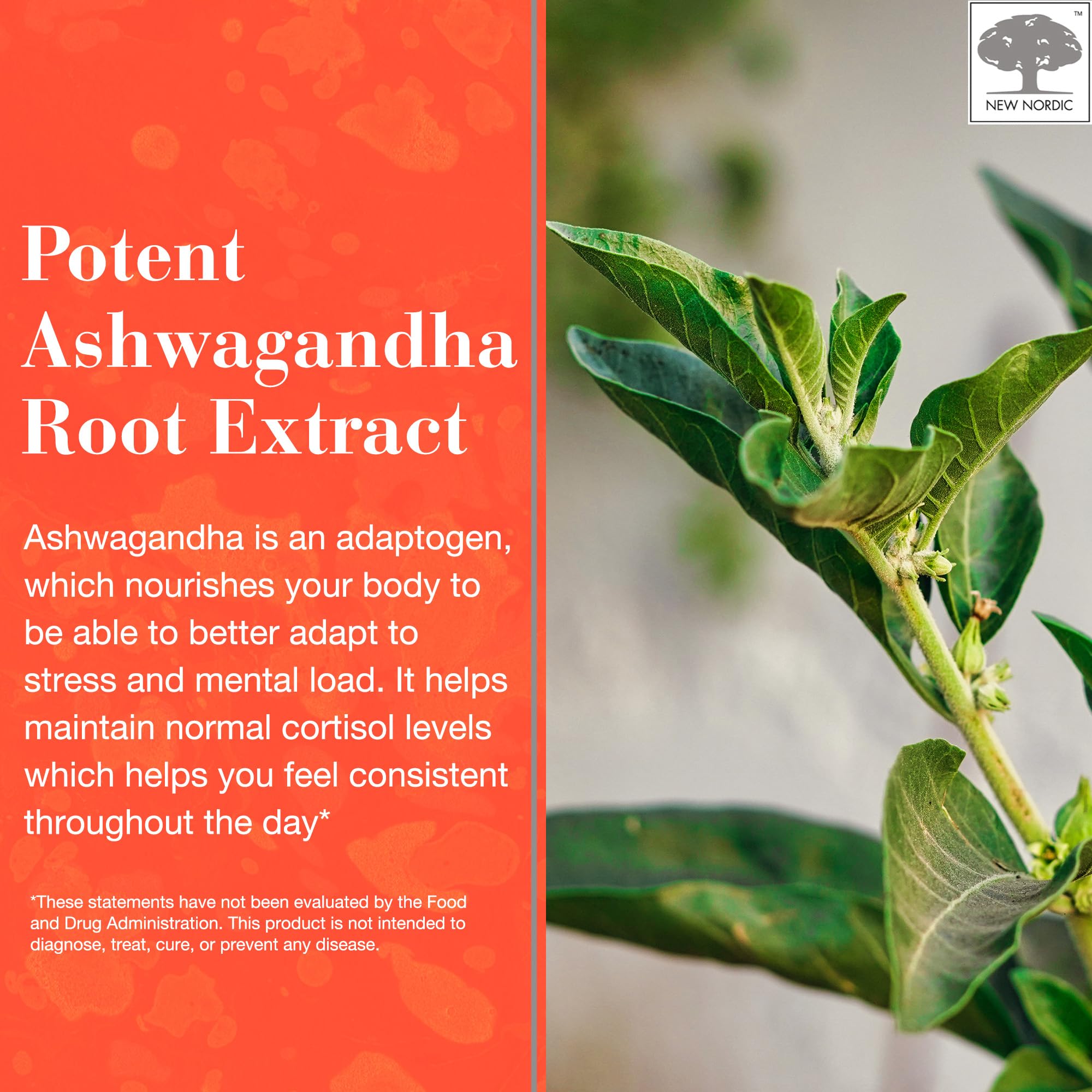 ashwagandha gummies for enhanced focus