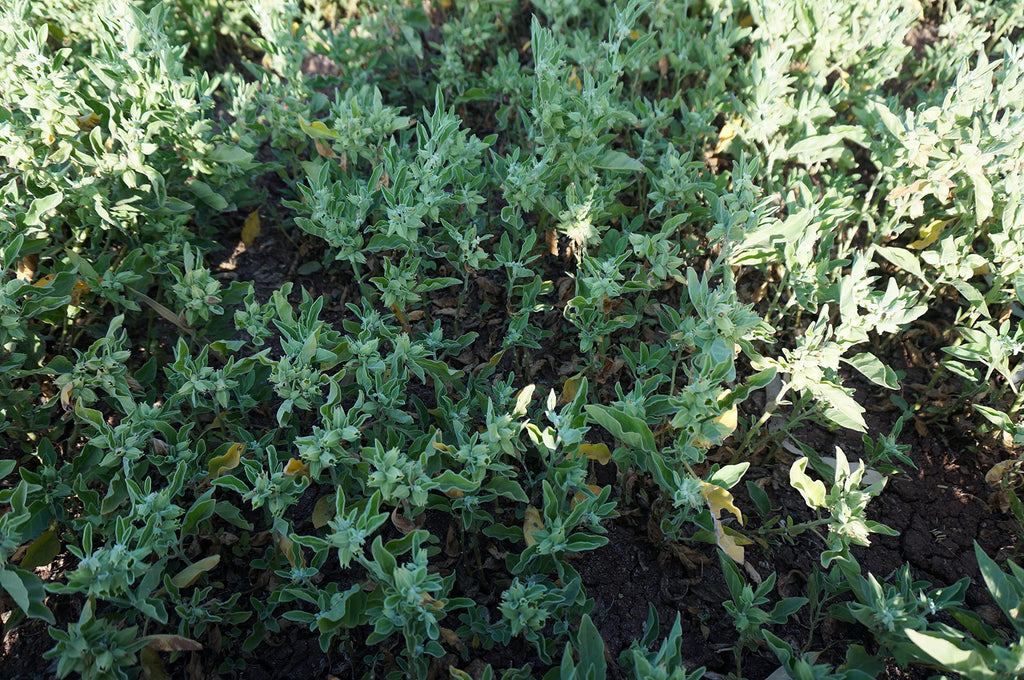 ashwagandha powder for energy boost