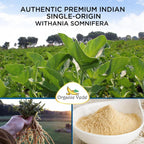 Ashwagandha powder for enhanced wellness