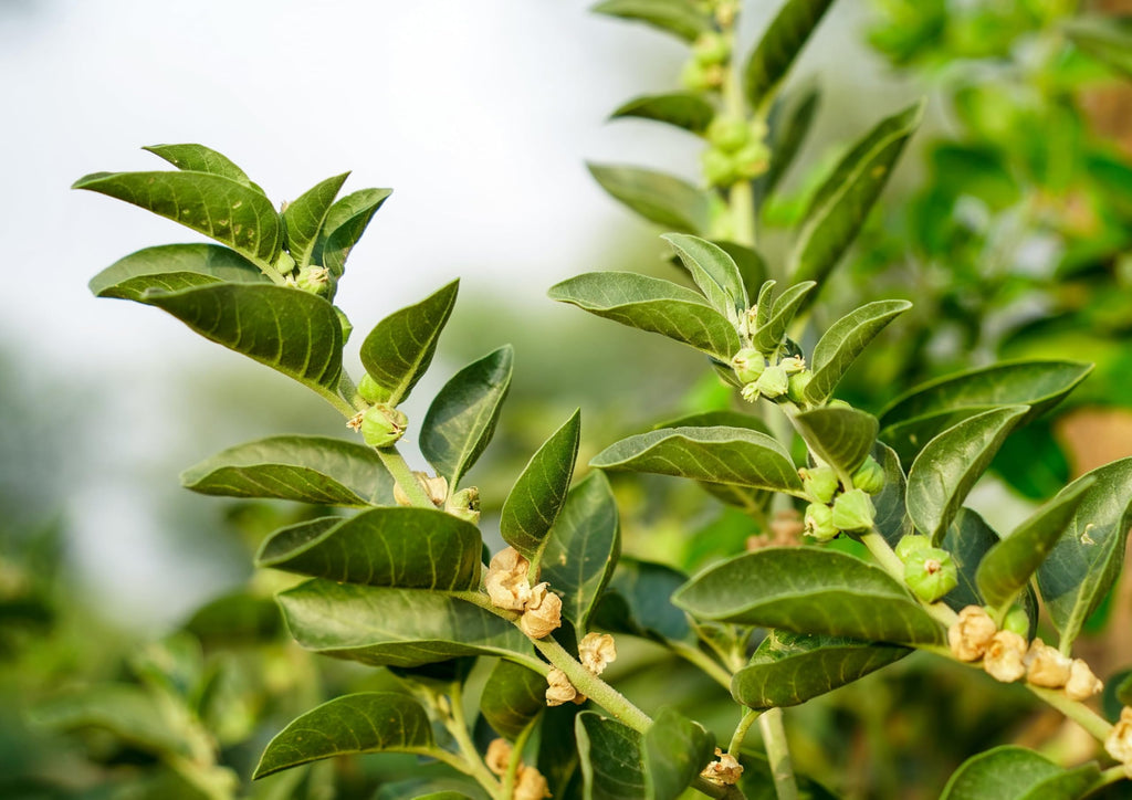 ashwagandha root for overall health