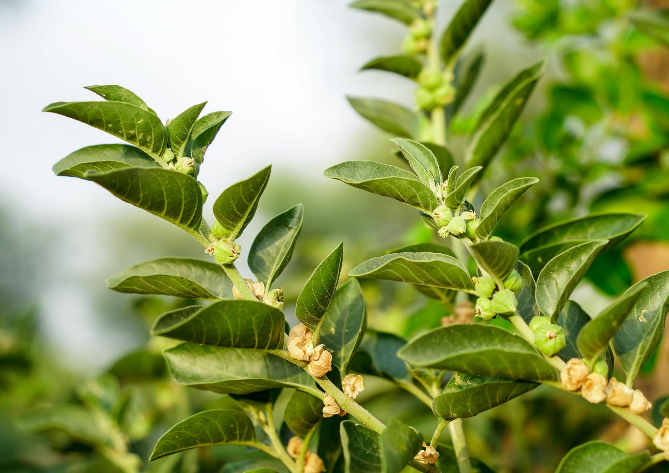 ashwagandha root for overall health