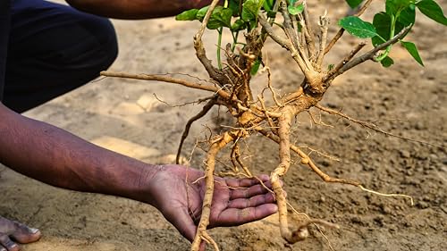 ashwagandha root powder for better sleep