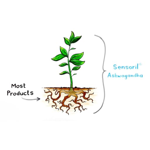 ashwagandha supplement for daily wellness