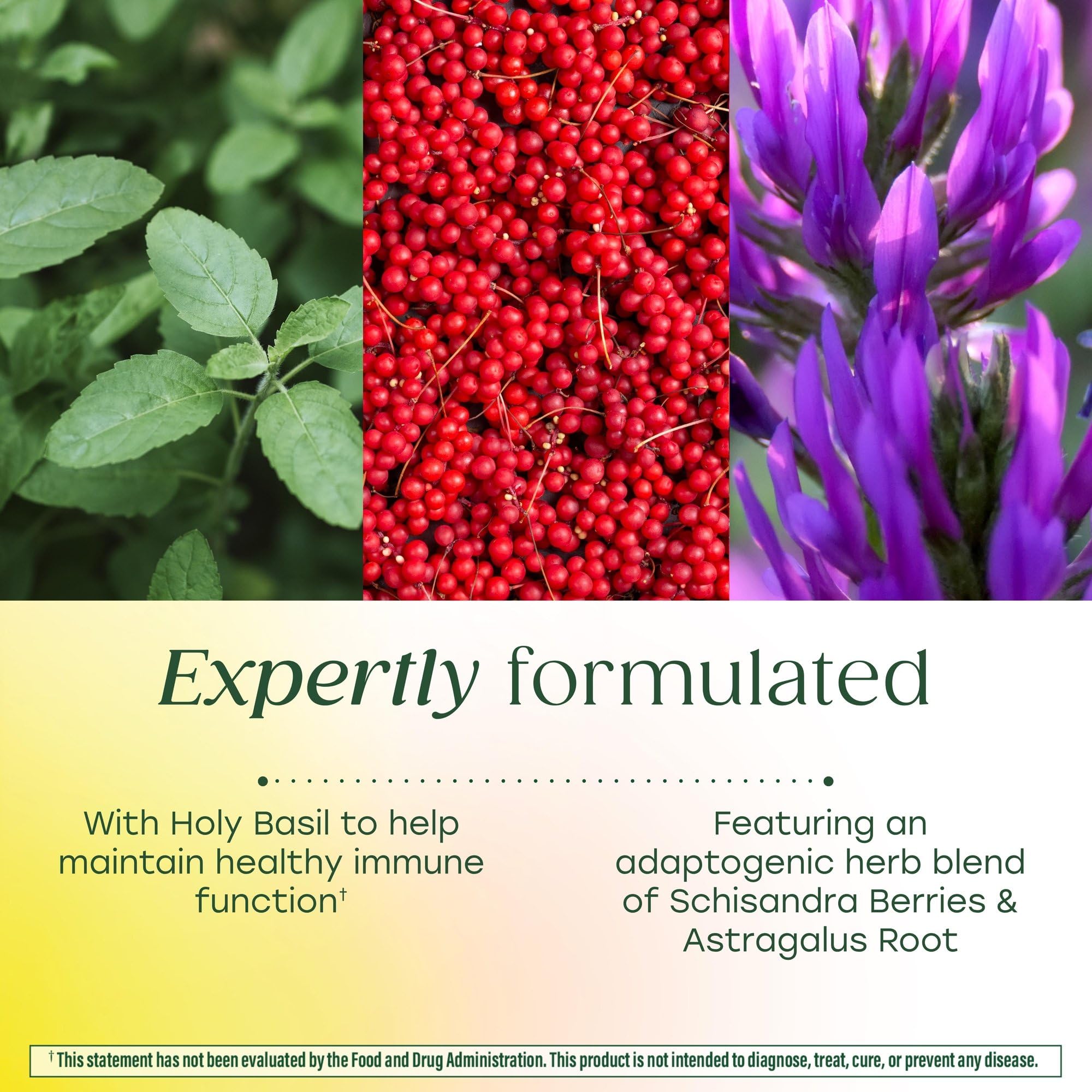 ashwagandha with holy basil benefits