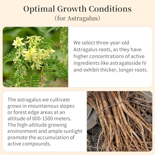 astragalus membranaceus health benefits