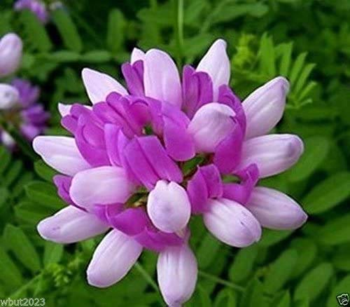 Astragalus root extract for vitality