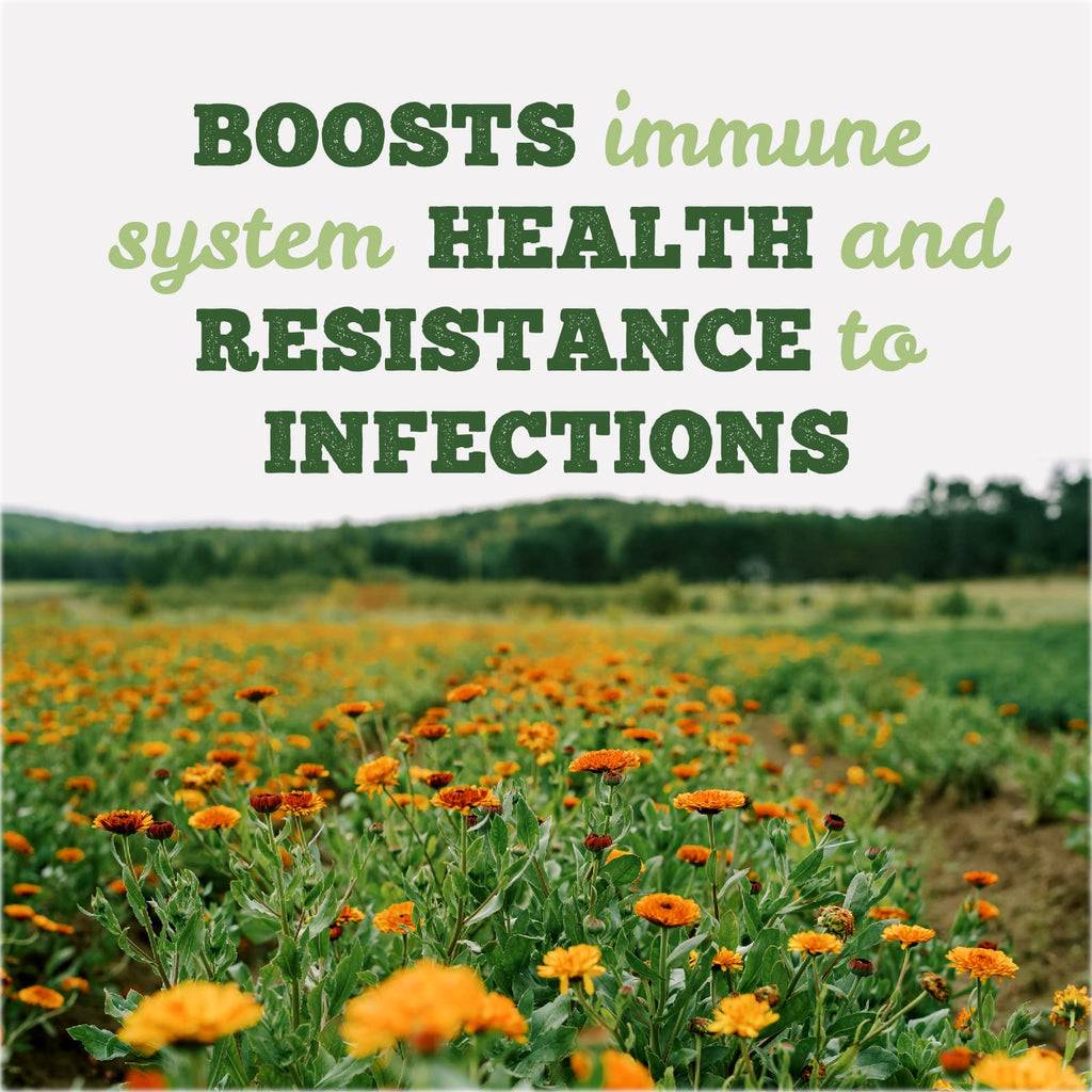 astragalus root for overall wellness