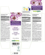 Astragalus root herbal supplement benefits