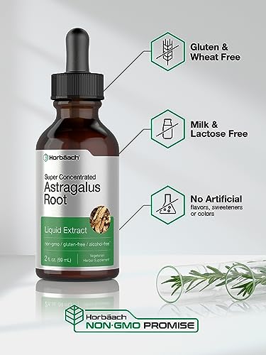 astragalus root in traditional medicine