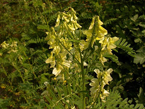 astragalus tcm health benefits